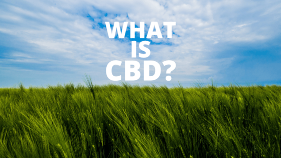 What is CBD? A Comprehensive CBD.co Guide - CBD.co