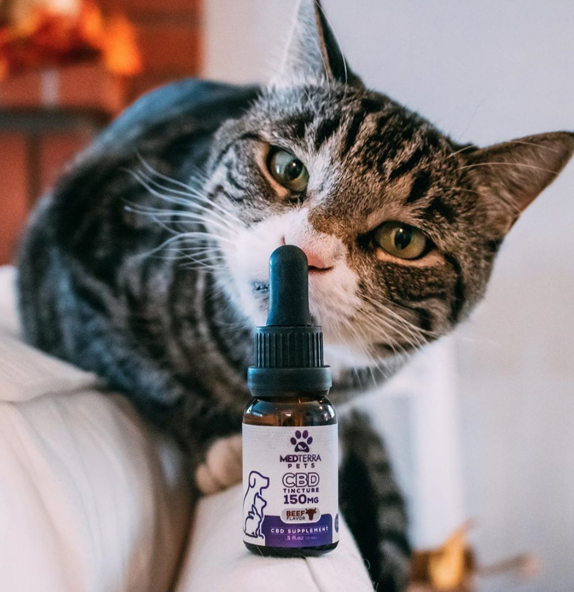 Buy CBD for Cats Online | CBD Cat Treats For Sale | CBD.co